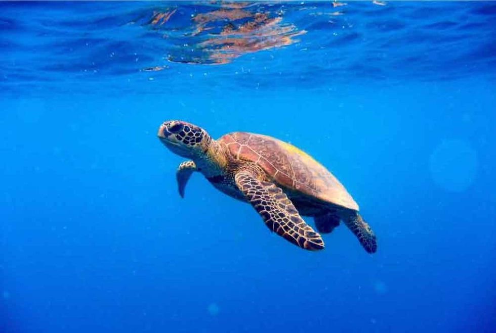 Reef Knots - Exceptional Quality British Designed Menswear – ReefKnots